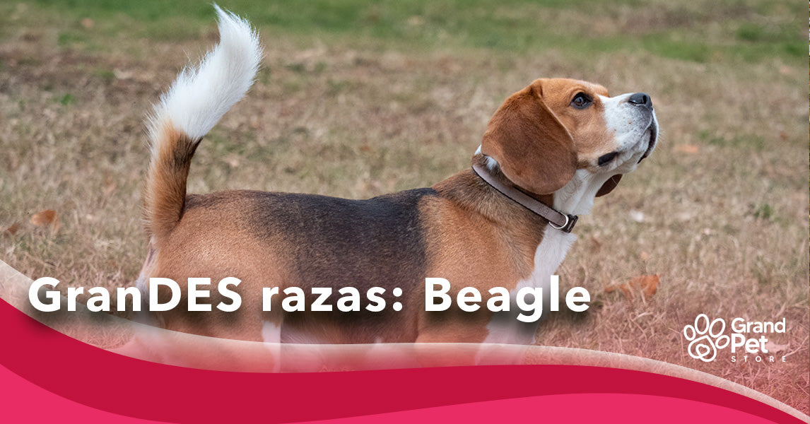 GranDES razas: Beagle – GrandPet Store